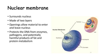 CELL BIOLOGY 1. CELL THEORY LEC_0001.pdf