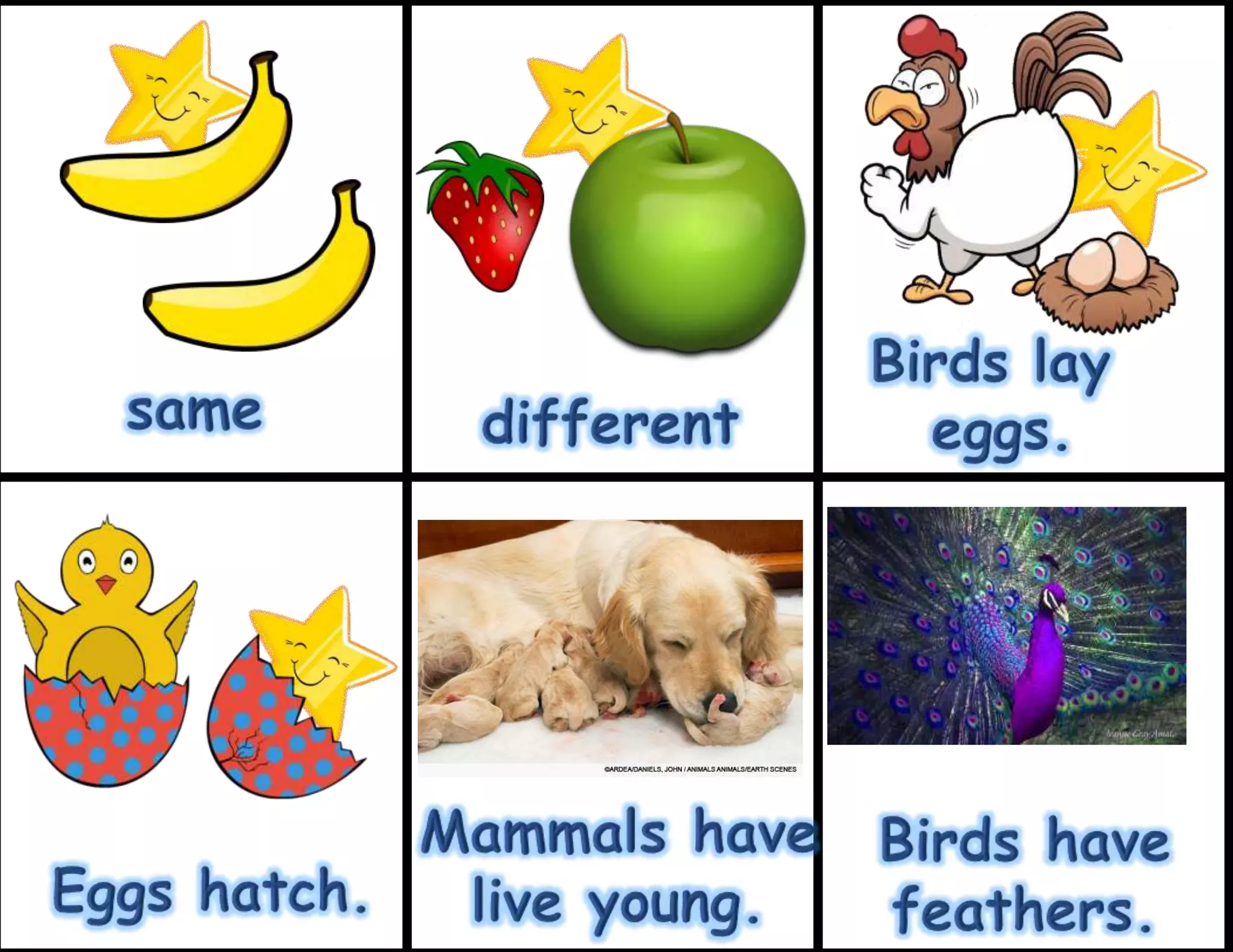 MC-L3-U5-LC1-2Lesson 2 Mammals and Birds 2 flashcards | PPTX