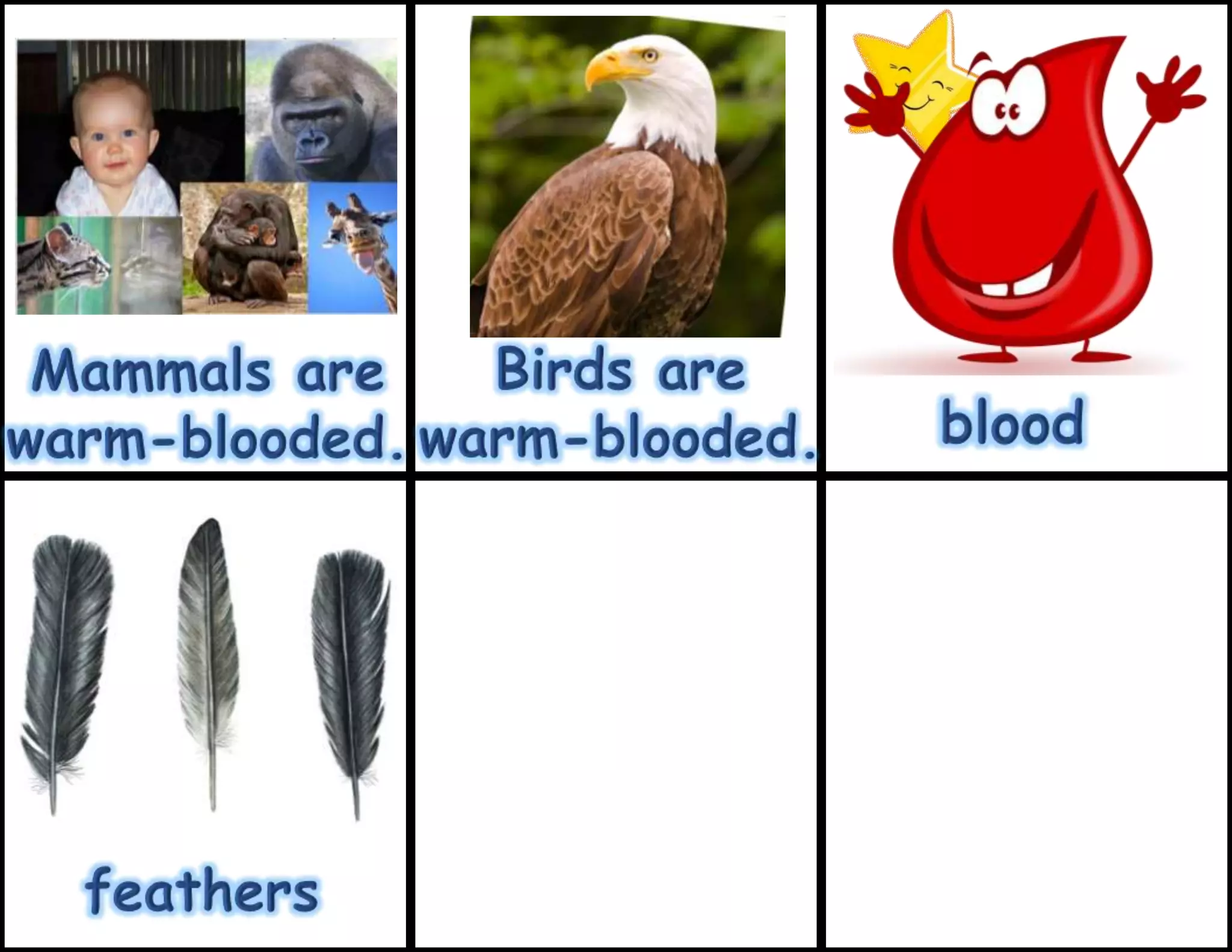 MC-L3-U5-LC1-2Lesson 2 Mammals and Birds 2 flashcards | PPTX