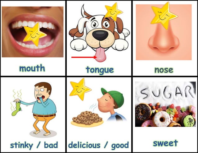 MC-L3-U6-LC2-7 Lesson 7 Smells Nice, Tastes Good, Can I Touch It ...