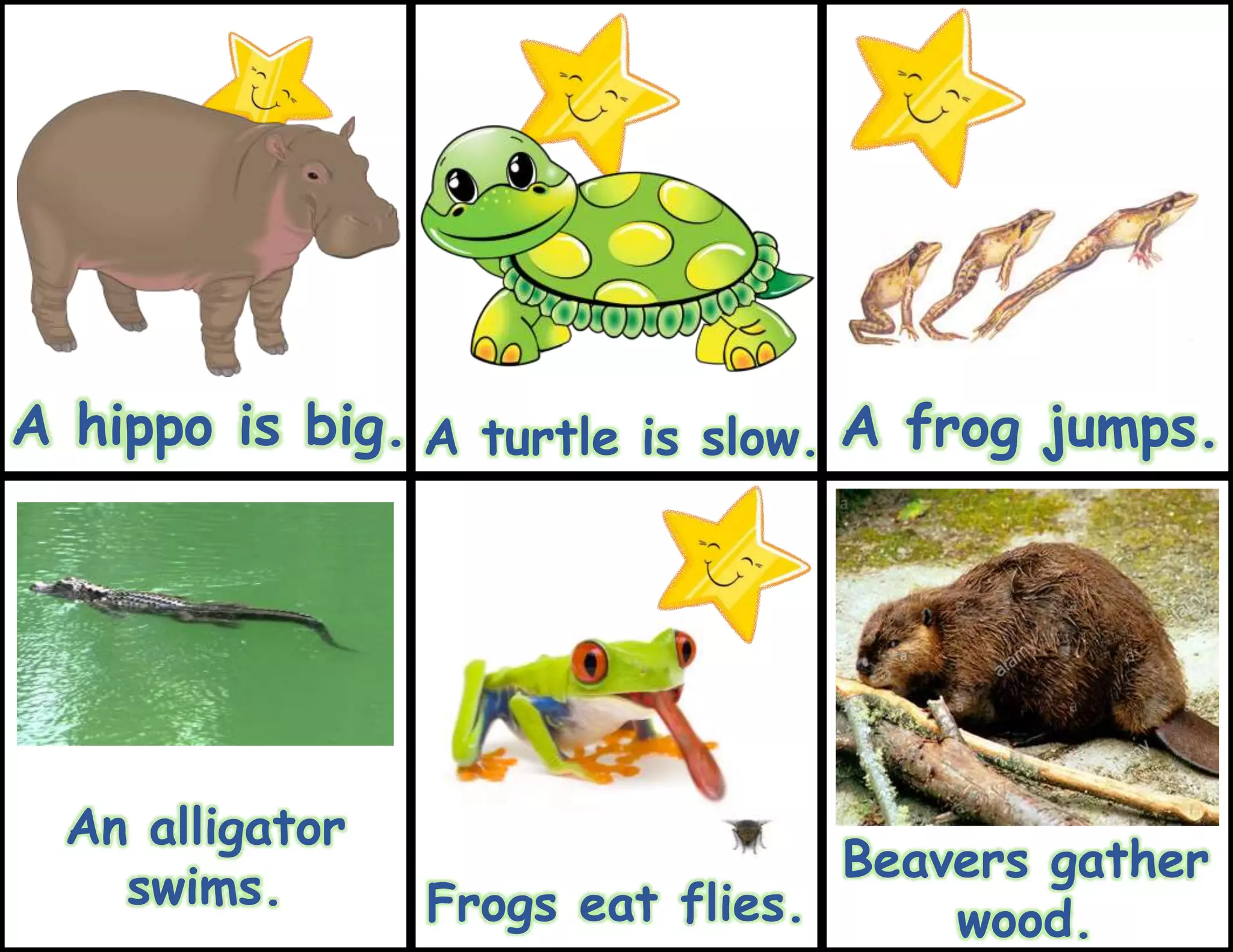 MC-L4-U2-LC2-9Lesson 9 Aquatic Semi-aquatic Animals 9 flashcards | PPTX