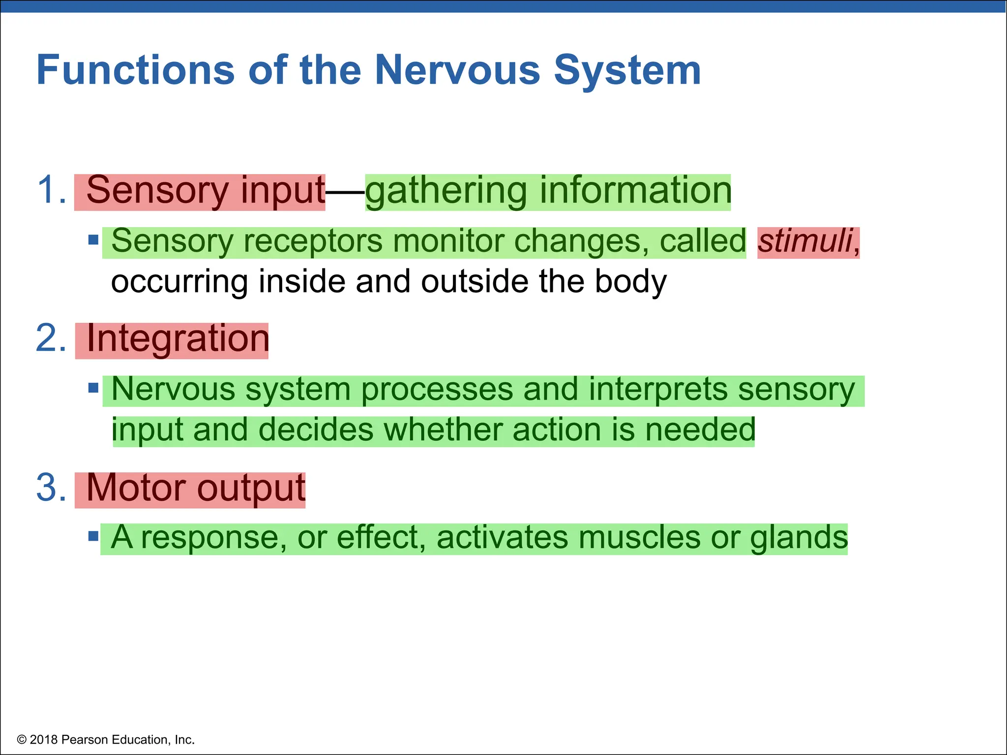 Anatomy-Physiol-Lecture08-Nervous-System | PDF