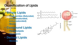 MC 2 Lesson IV - Lipids.pptx