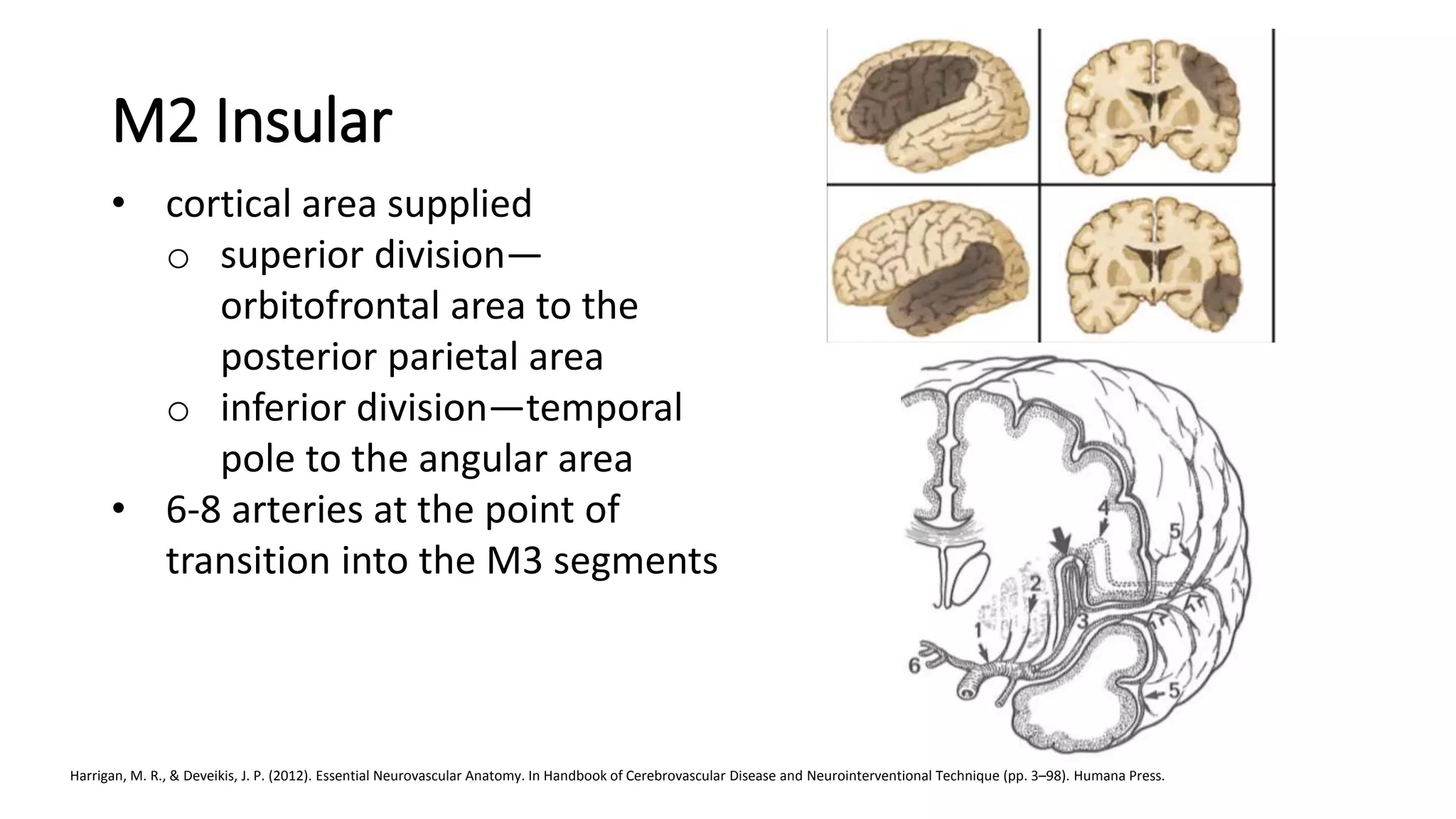 Mca & aca syndromes | PPTX