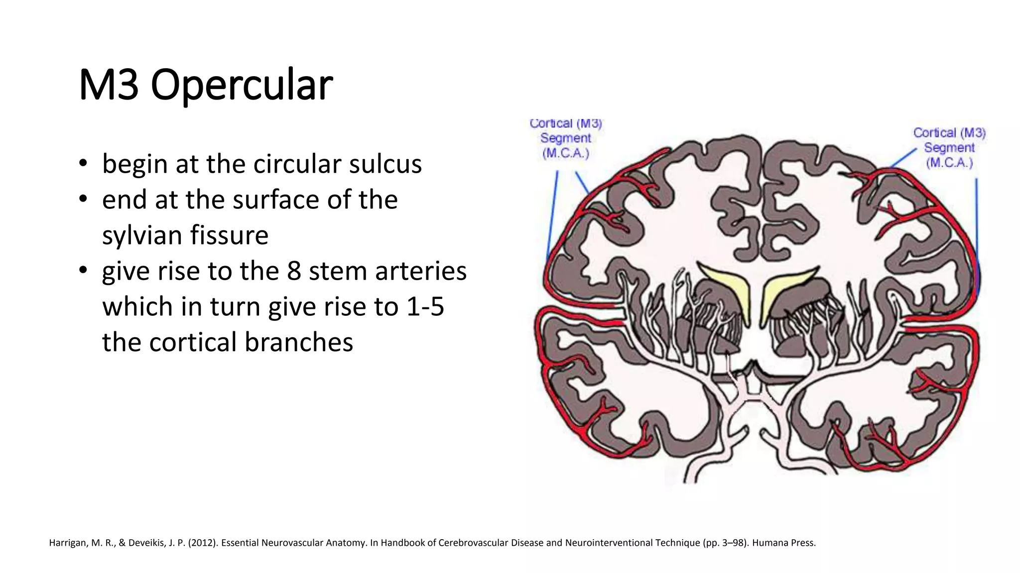 Mca & aca syndromes | PPTX