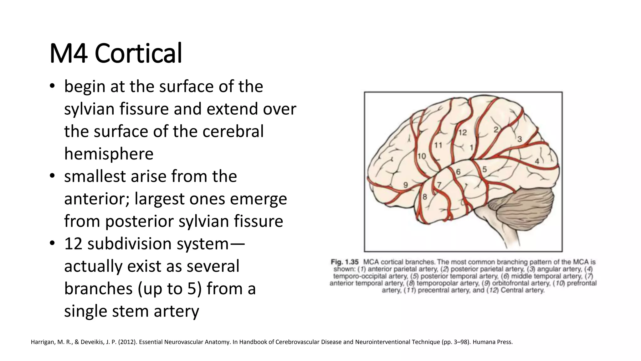 Mca & aca syndromes | PPTX