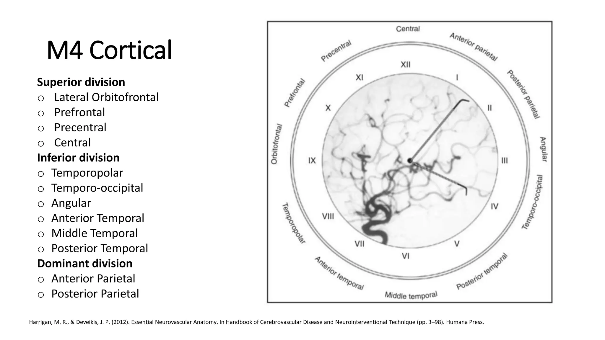 Mca & aca syndromes | PPTX