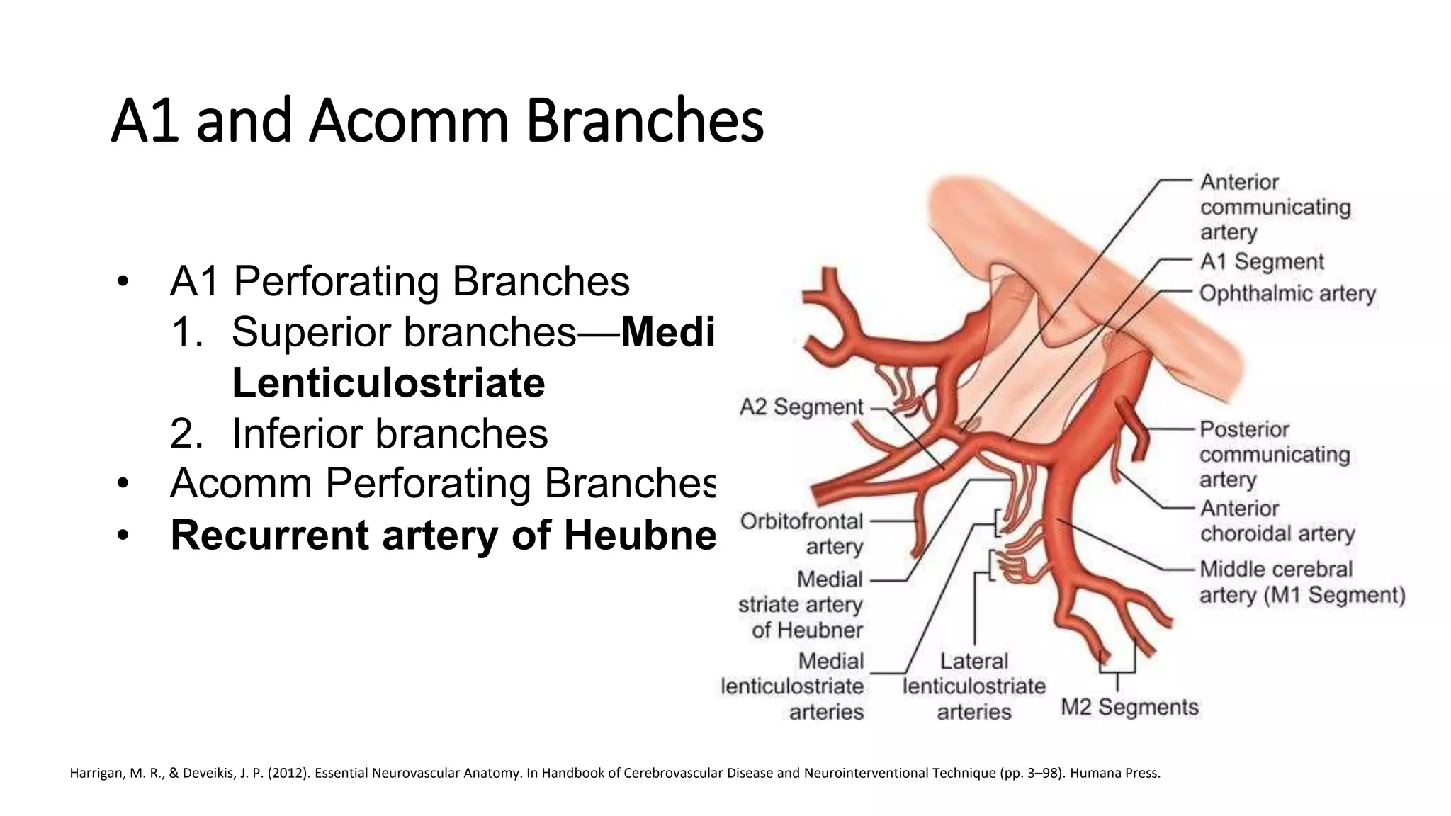 Mca & aca syndromes | PPTX