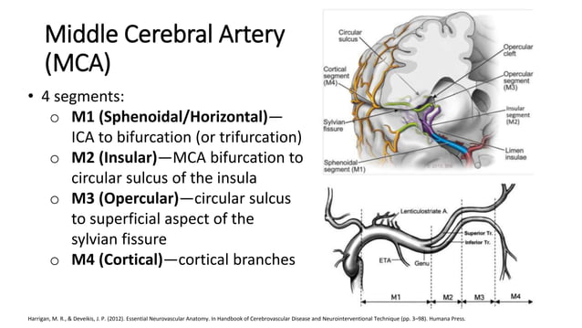 Mca & aca syndromes | PPTX