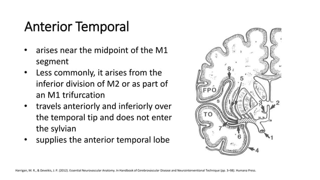 Mca & aca syndromes | PPTX