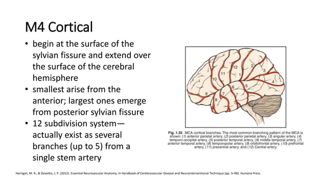 Mca & aca syndromes | PPTX