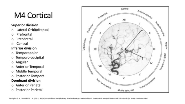 Mca & aca syndromes | PPTX