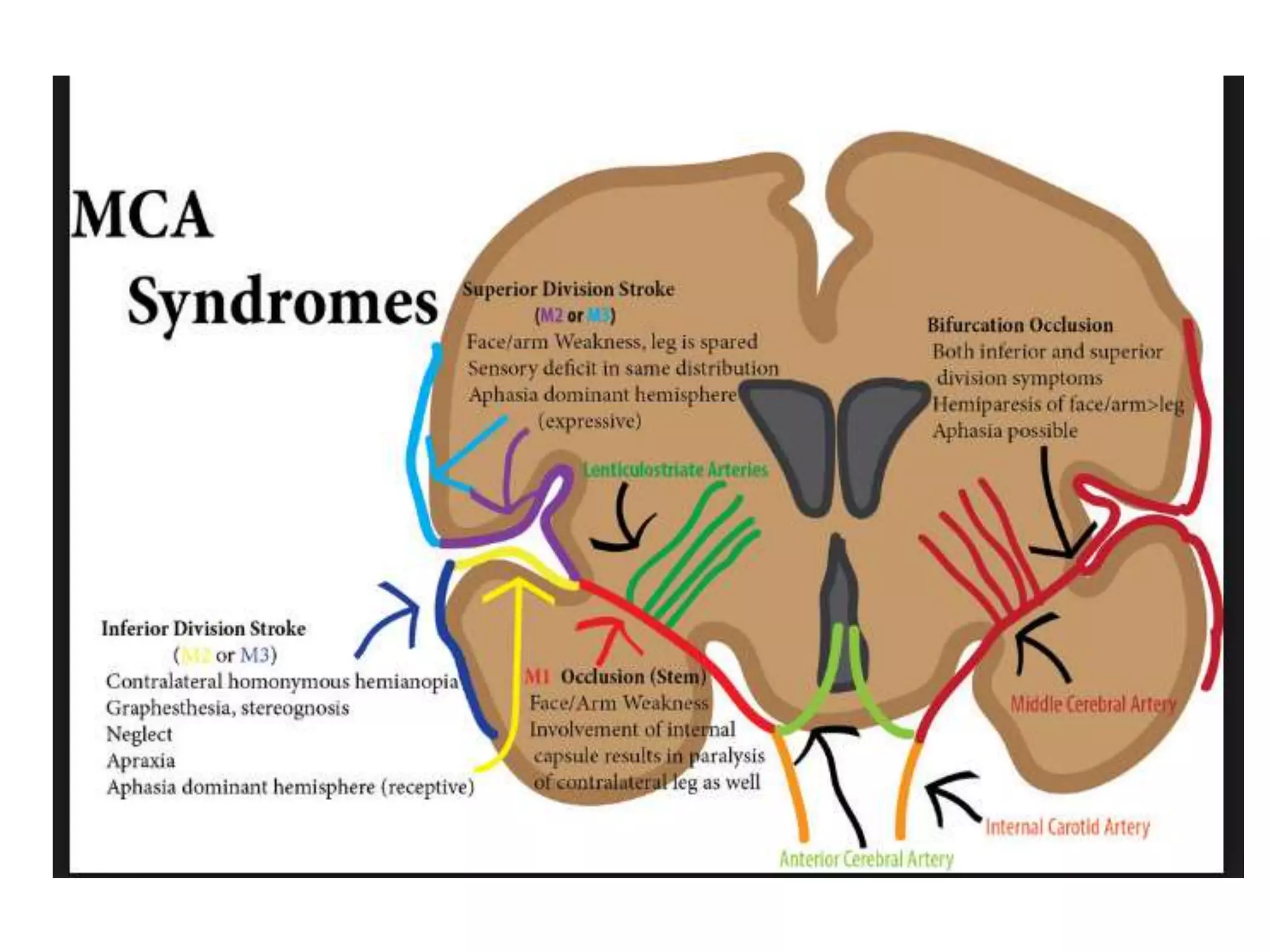 middle cerebral artery anatomy | PPTX