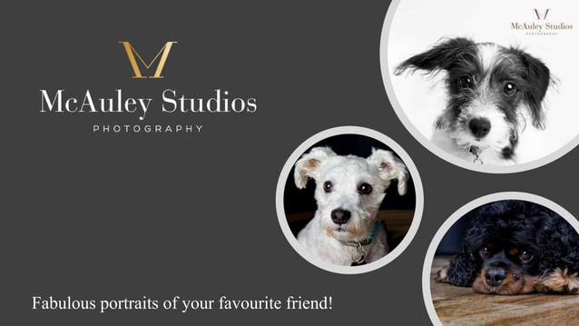 Mcauley studio pet photography stockport | PPT