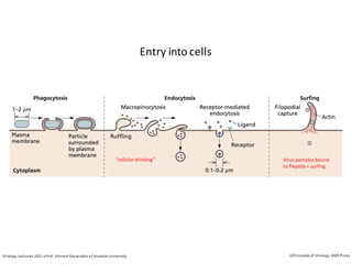 Virology - Viral Attachment and Entry : Professor Vincent | PDF