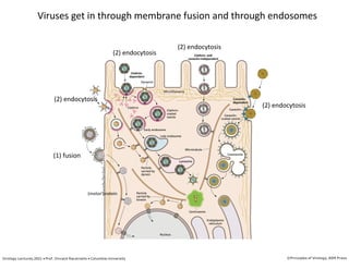 Virology - Viral Attachment and Entry : Professor Vincent | PDF