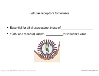 Virology - Viral Attachment and Entry : Professor Vincent | PDF