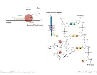 Virology - RNA directed RNA synthesis: Professor Vincent | PDF