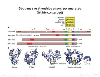 Virology - RNA directed RNA synthesis: Professor Vincent | PDF