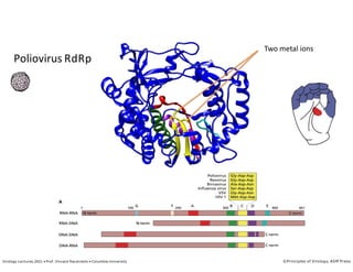 Virology - RNA directed RNA synthesis: Professor Vincent | PDF