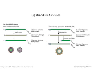 Virology - RNA directed RNA synthesis: Professor Vincent | PDF