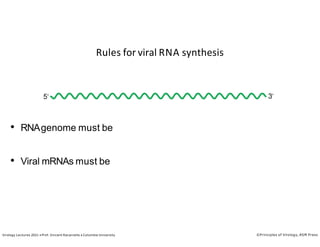 Virology - RNA directed RNA synthesis: Professor Vincent | PDF