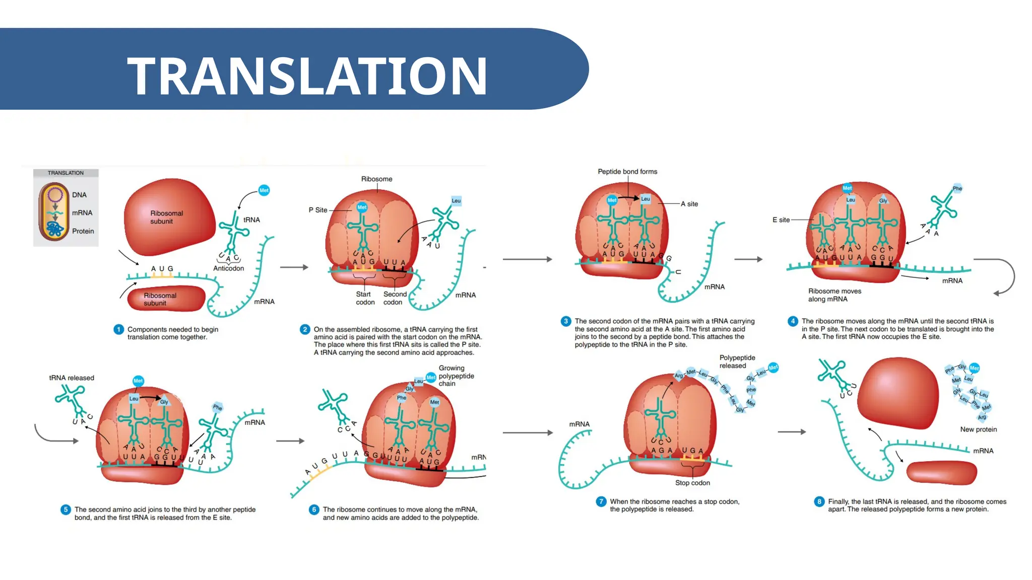 Central Dogma, Replication, Transcription, Translation | PPTX