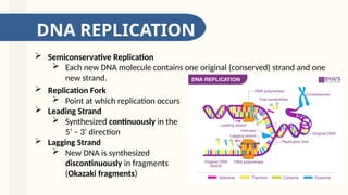Central Dogma, Replication, Transcription, Translation | PPT