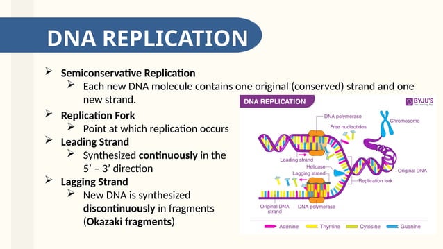 Central Dogma, Replication, Transcription, Translation | PPT