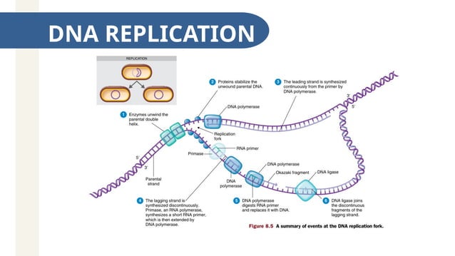 Central Dogma, Replication, Transcription, Translation | PPT