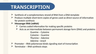 Central Dogma, Replication, Transcription, Translation | PPT