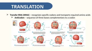 Central Dogma, Replication, Transcription, Translation | PPT