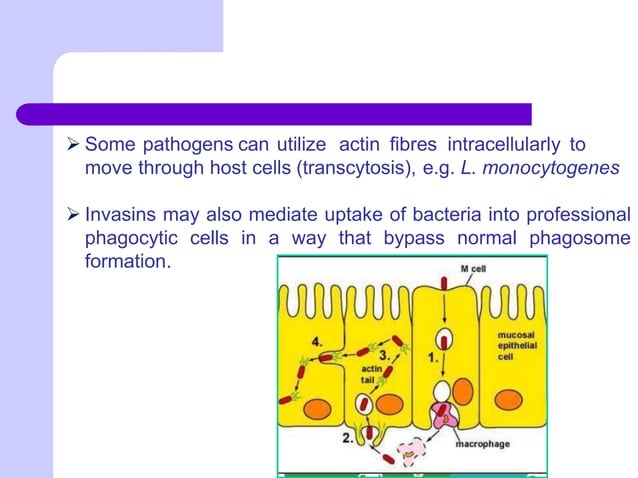MCB 814-Principles of Bacterial Pathogenesis.pptx