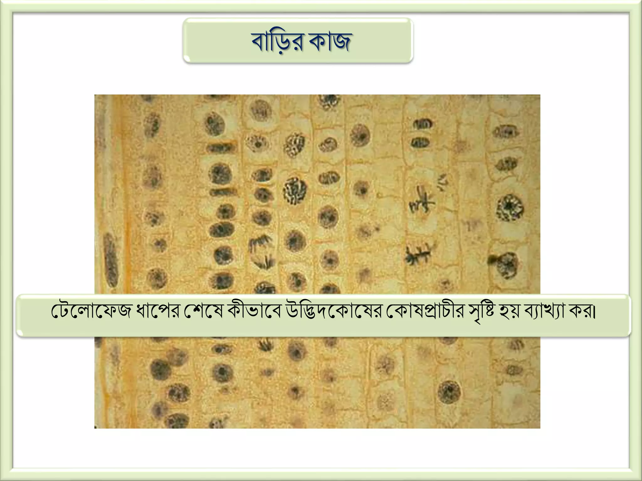 Mc biology c9-10_chap_3_metaphase-telophase_khudiram | PPT