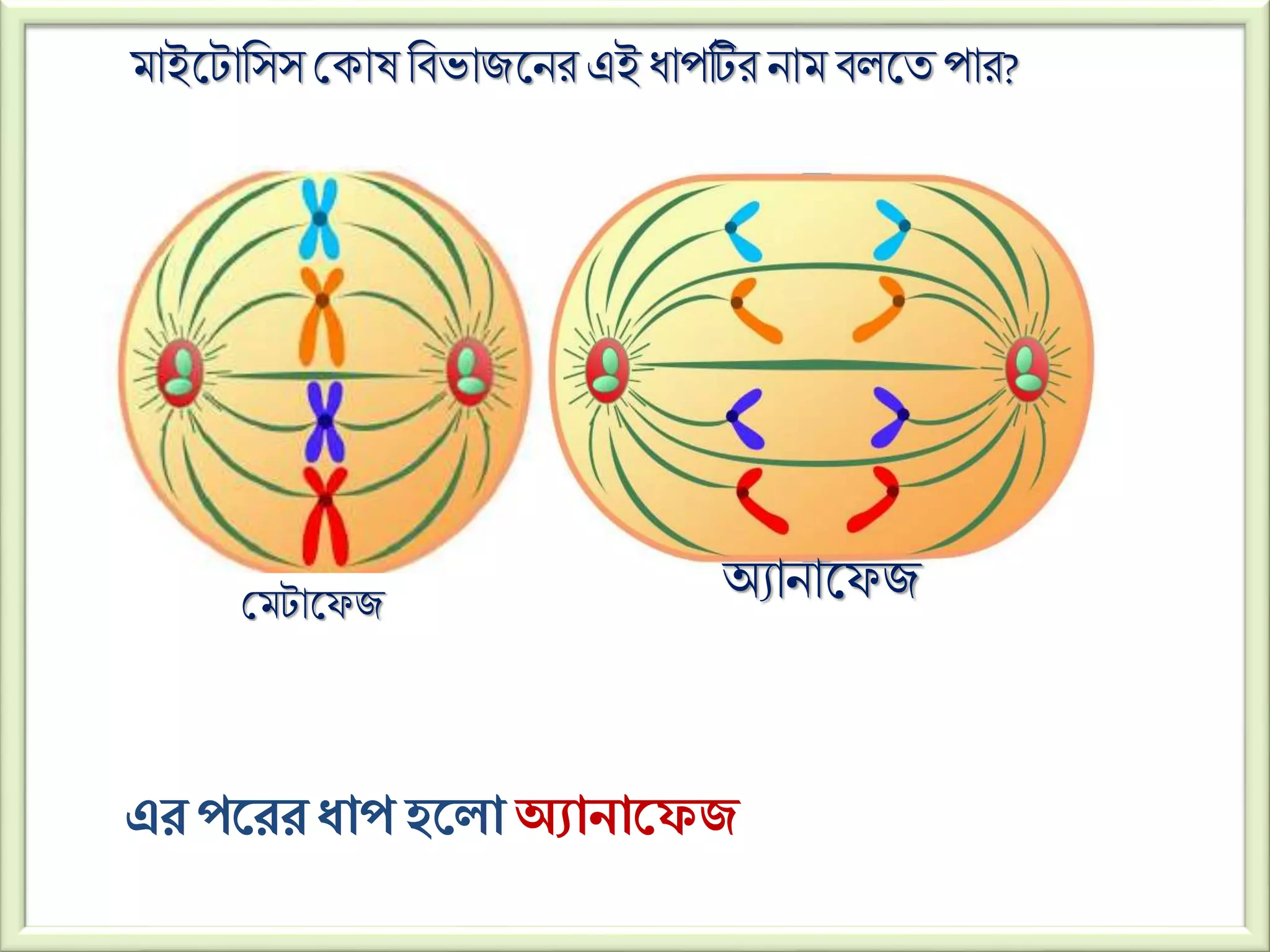 Mc biology c9-10_chap_3_metaphase-telophase_khudiram | PPT