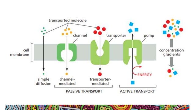 Mechanism of transport of small molecules across membrane.pptx