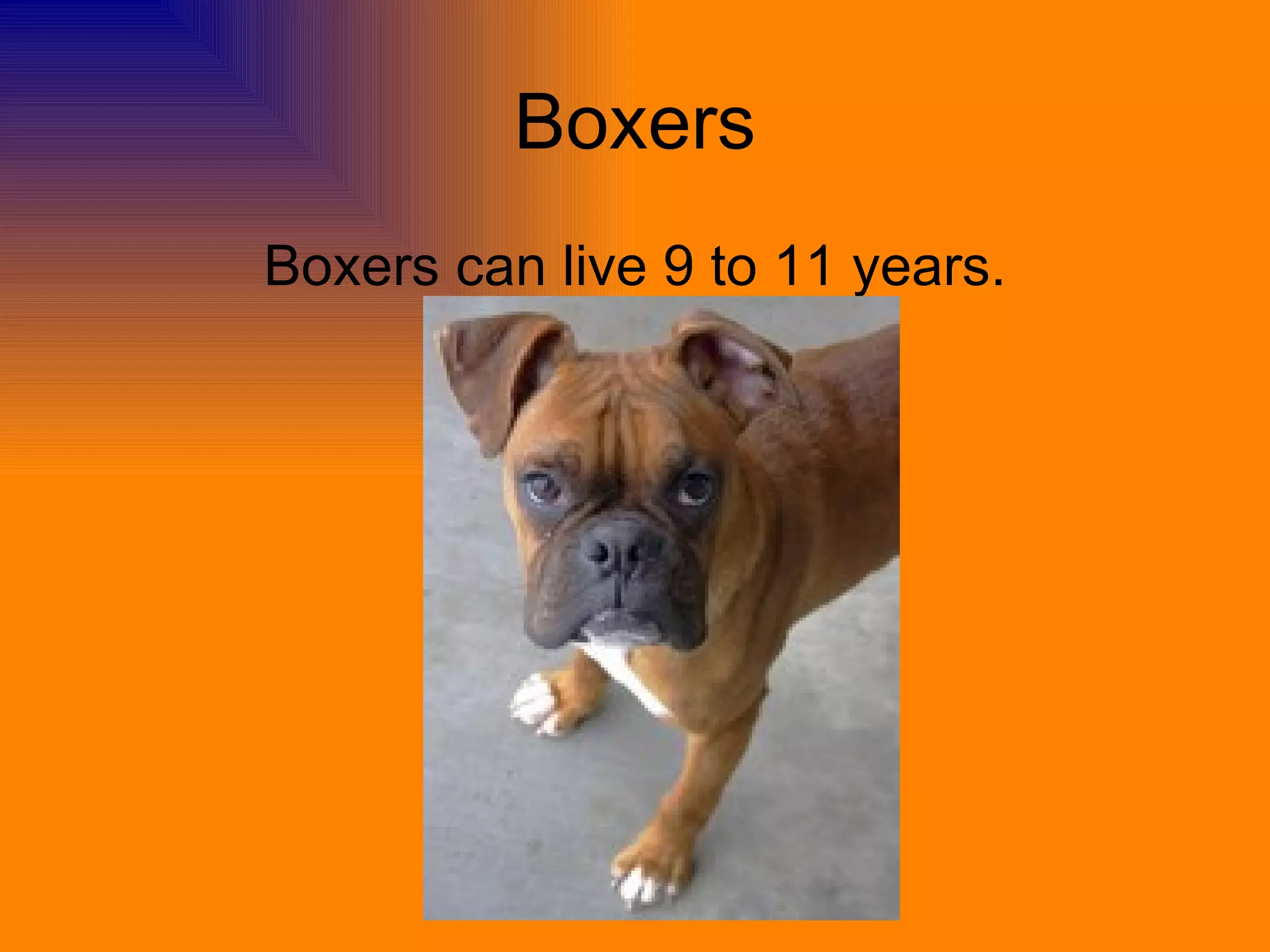 Mc Curdy Braden | PPT