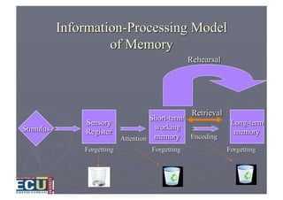 Memory: Structures and Processes | PDF