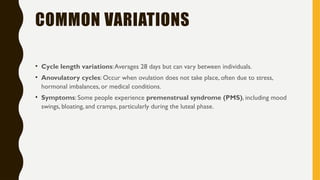 Menstrual Cycle Explained: Phases, Hormones & Health Tips 🌸 # ...