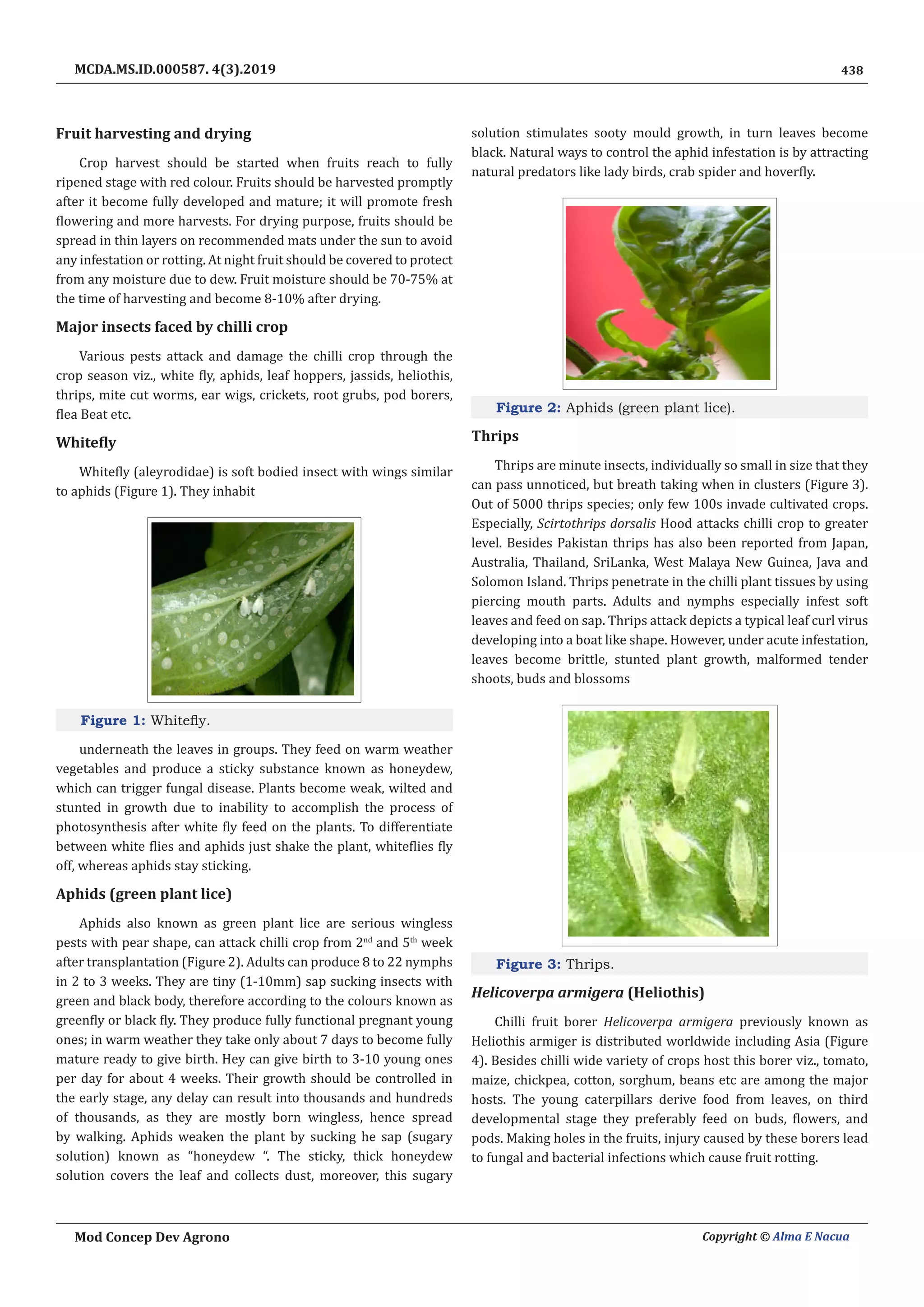 Scenario of Chilli Production and Hindrances Faced by the Growers of ...