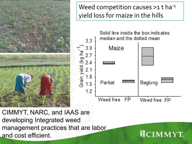 Maize example-CIMMYT/Nepal or CSISA | PPT