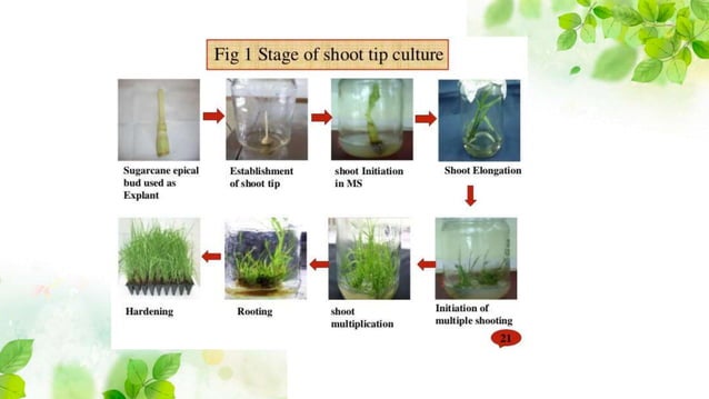 Production of sugarcane by tissues culture | PPTX