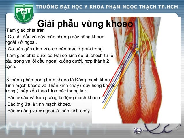 Mạch máu chi dứoi