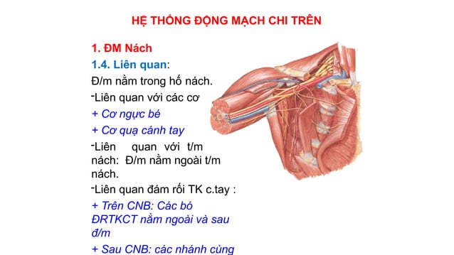 Giải phẫu mạch máu chi trên module TM.pptx