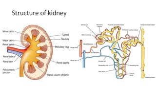 - Nephrotic and nephritic syndrome.pptx