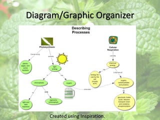Photosynthesis Graphic Organizer