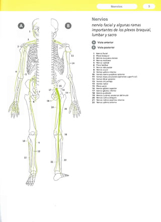 McMinn's Clinical Atlas of Human Anatomy.pdf