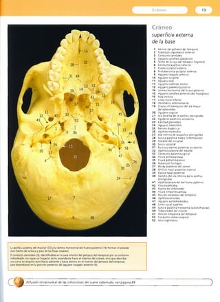 McMinn's Clinical Atlas of Human Anatomy.pdf