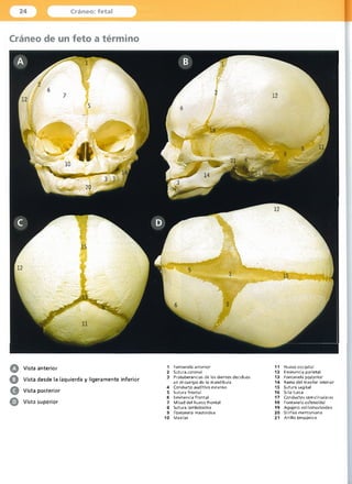 McMinn's Clinical Atlas of Human Anatomy.pdf