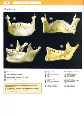 McMinn's Clinical Atlas of Human Anatomy.pdf